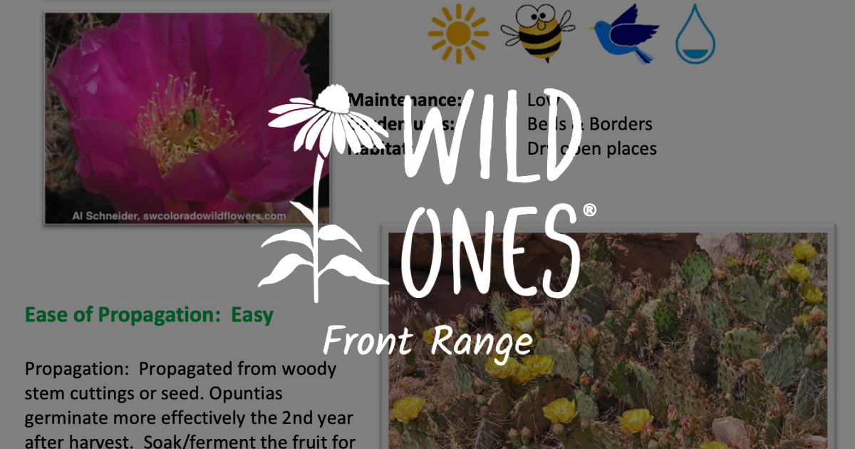 Opuntia polyacantha (Plains Prickly Pear Cactus) – Native Plant Species ...