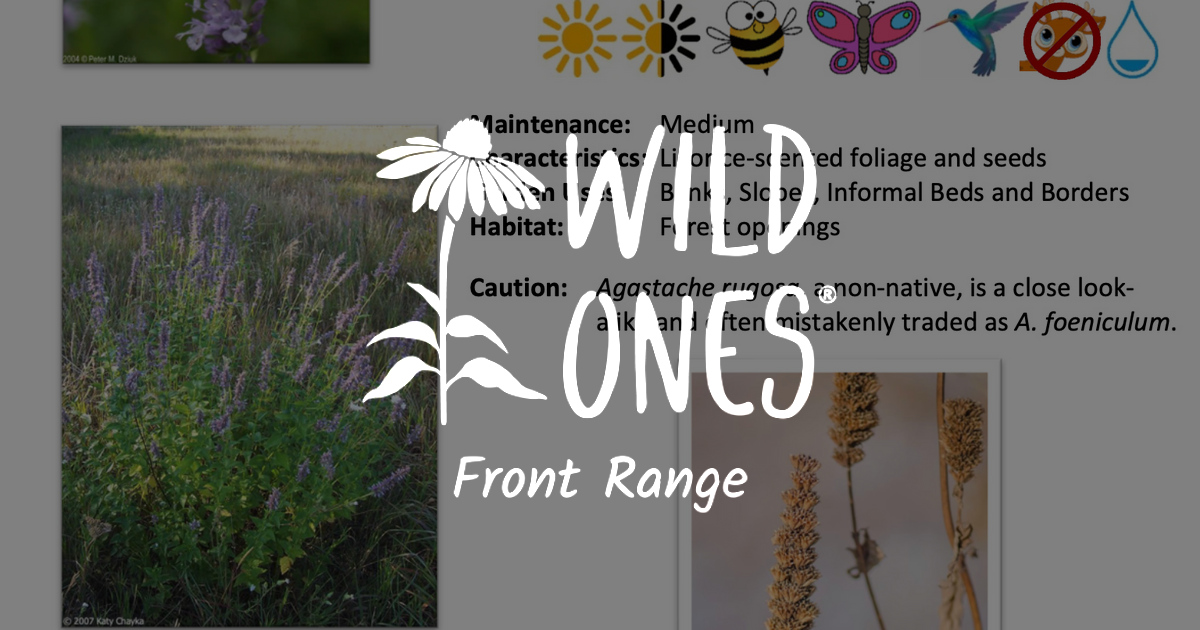 Agastache foeniculum (Anise Hyssop/Blue Giant Hyssop) – Forb – Native ...