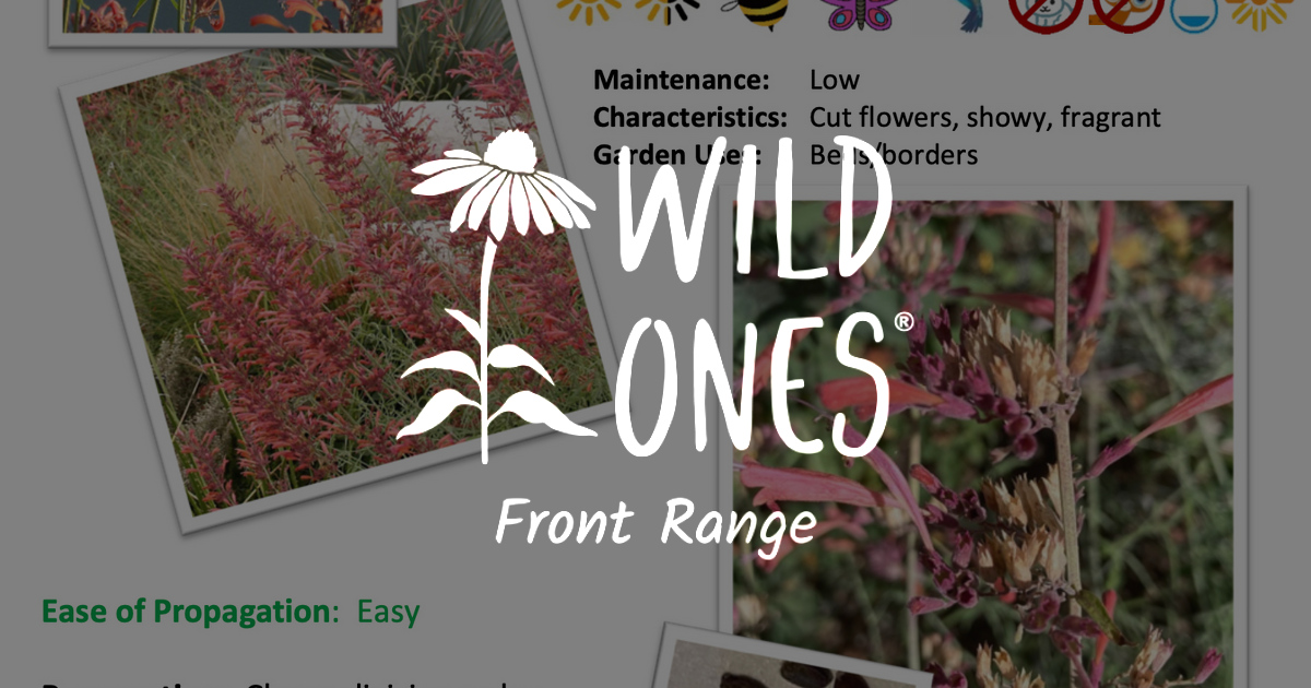 Agastache rupestris (Sunset Hyssop) – Forb – Native Plant Species Sheet ...
