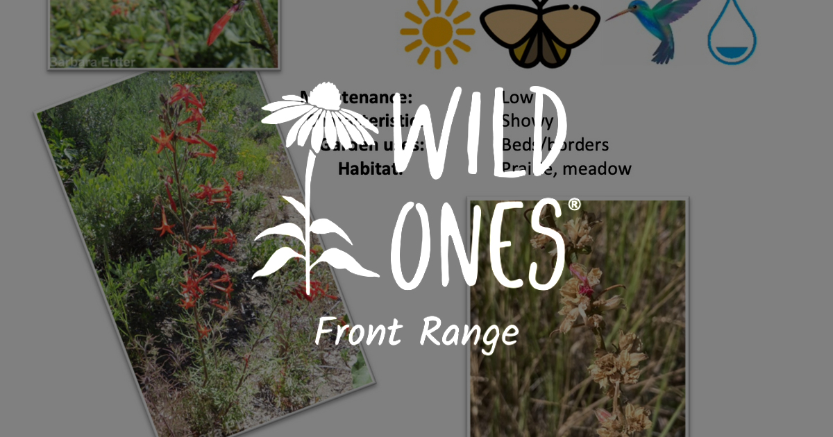 Ipomopsis aggregata (Scarlet Gilia) – Forb – Native Plant Species Sheet ...