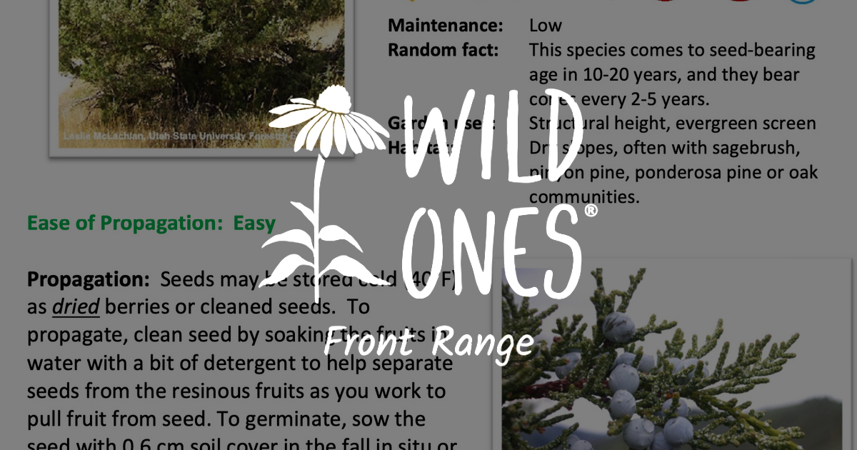 Juniperus scopulorum (Rocky Mountain Juniper) - Tree - Native Plant ...