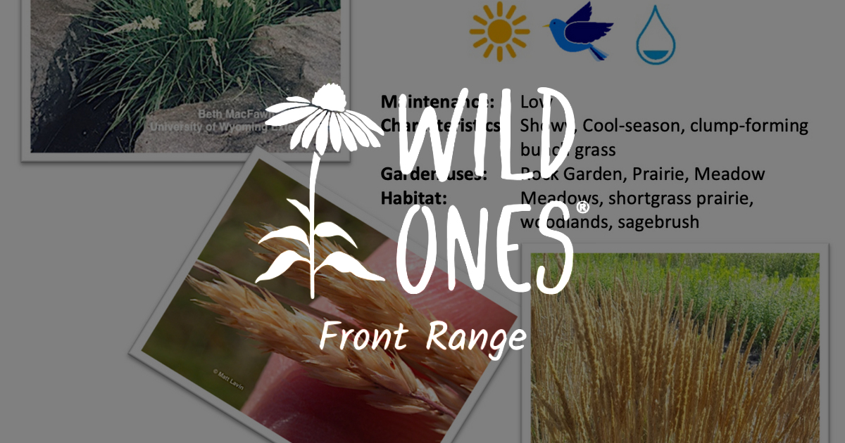 Koeleria macrantha (Junegrass) – Grass – Native Plant Species Sheet ...