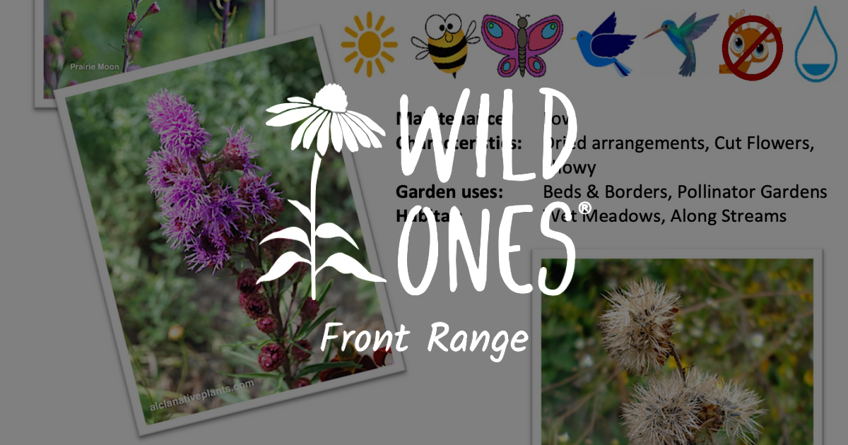 Liatris ligulistylus (Rocky Mountain Blazing Star) – Forb – Native ...