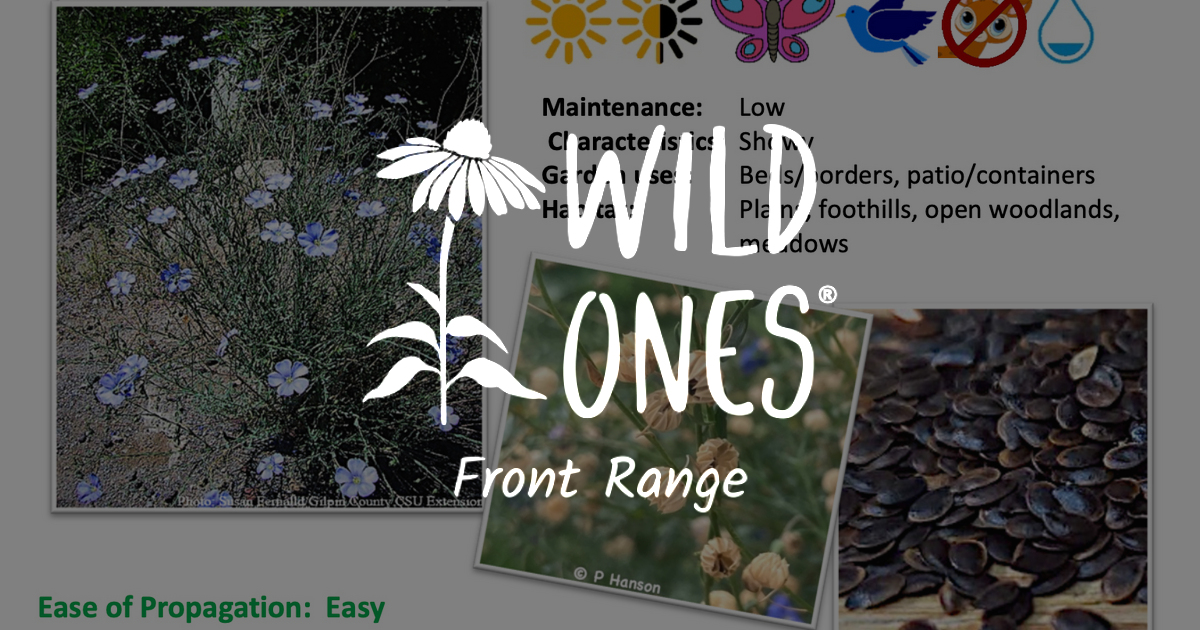 Linum lewisii (Wild Blue Flax, Prairie/Lewis Flax) – Forb – Native ...