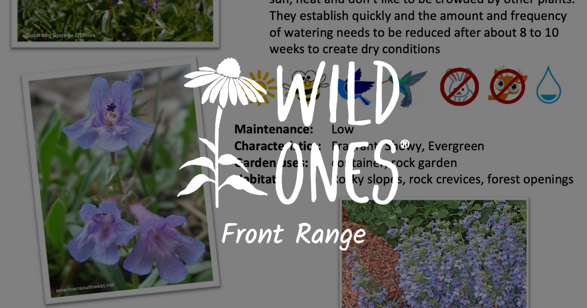 Penstemon virens (Front Range Beardtongue) – Forb – Native Plant ...