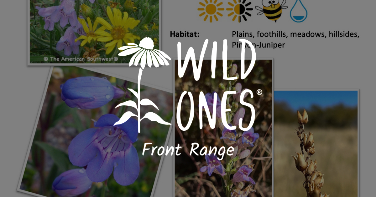 Penstemon virgatus (One-sided Penstemon) – Forb – Native Plant Species ...