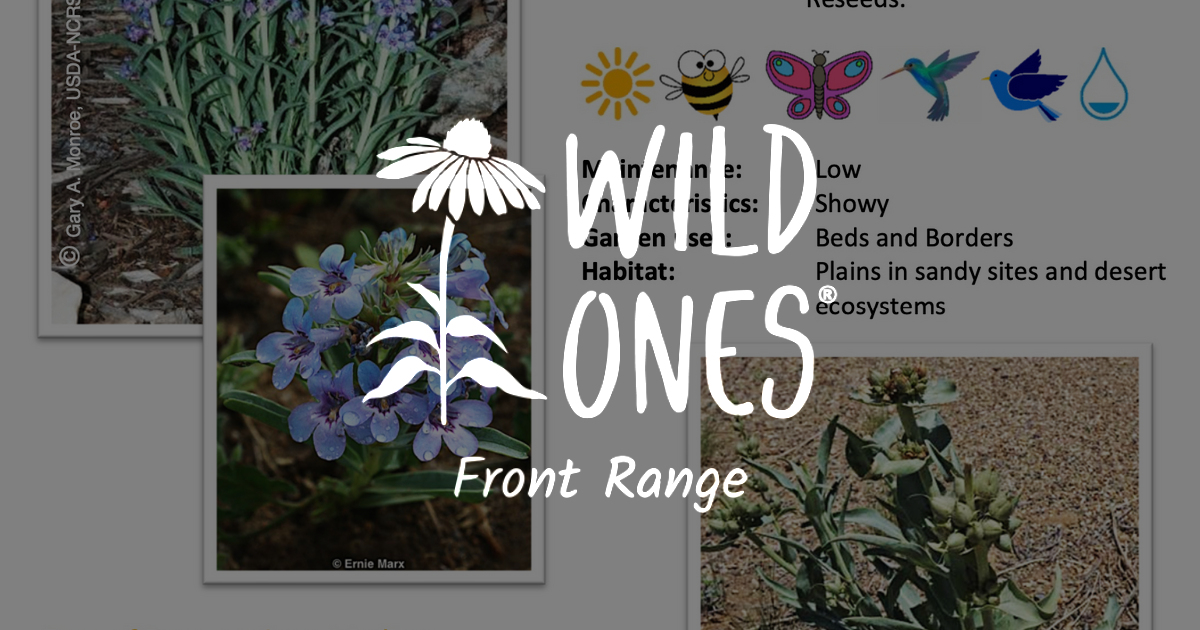Penstemon angustifolius (Broadbeard Penstemon/Narrow-leaf Penstemon ...