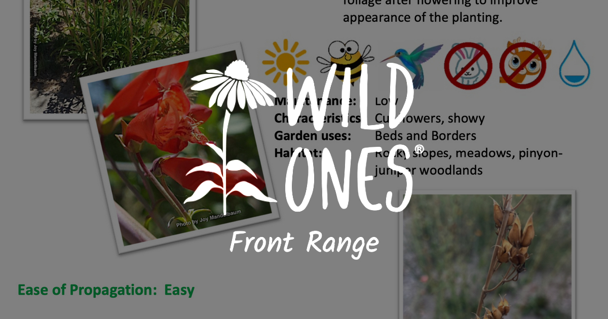 Penstemon barbatus (Beardlip Penstemon) – Forb – Native Plant Species ...