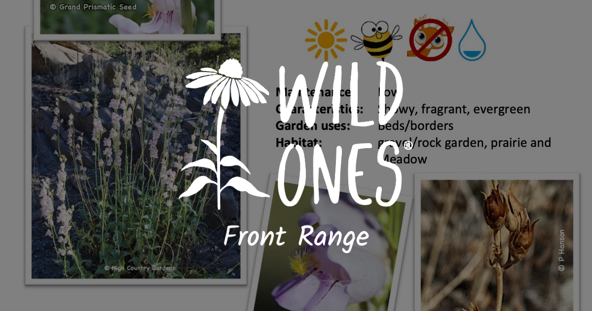 Penstemon palmeri (Palmer's Penstemon/Beardtongue) – Forb – Native ...