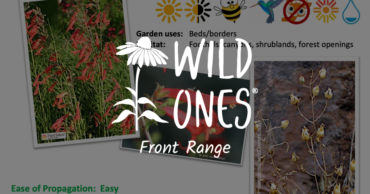 Penstemon rostriflorus (Bridges' Penstemon) – Forb – Native Plant ...