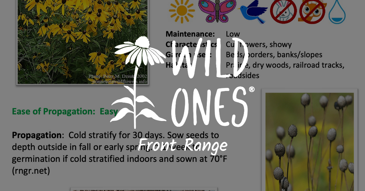 Ratibida pinnata (Grey-Headed Coneflower) – Forb – Native Plant Species ...