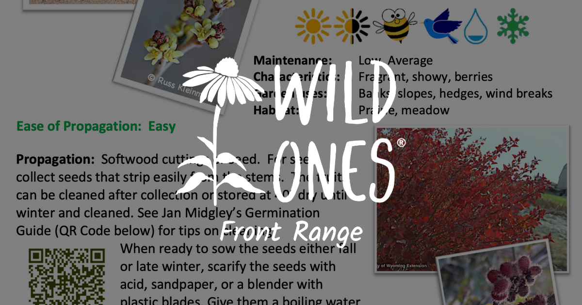 Rhus trilobata (Three-Leaf Sumac, Skunkbush) – Shrub – Native Plant ...