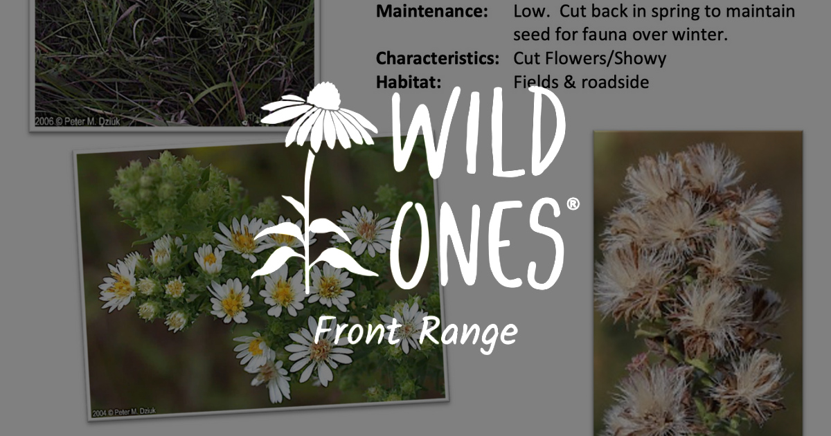 Symphyotrichum ericoides (White Heath Aster) – Forb – Native Plant ...