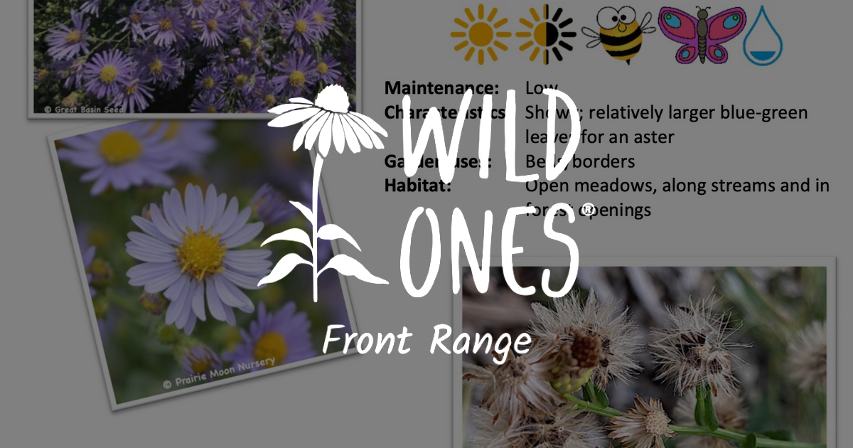 Symphyotrichum laeve (Smooth Aster, Smooth Blue Aster) – Forb – Native ...