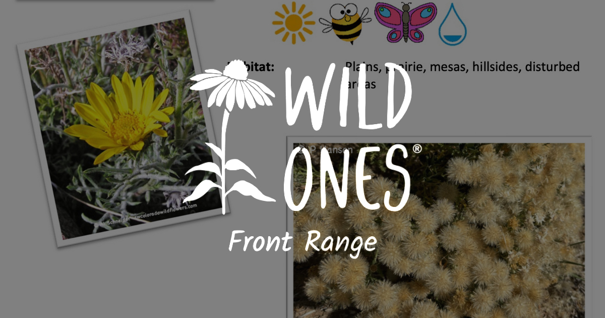 Xanthisma spinulosum (Spiny Goldenweed/Lacy Tansyaster) – Forb – Native ...