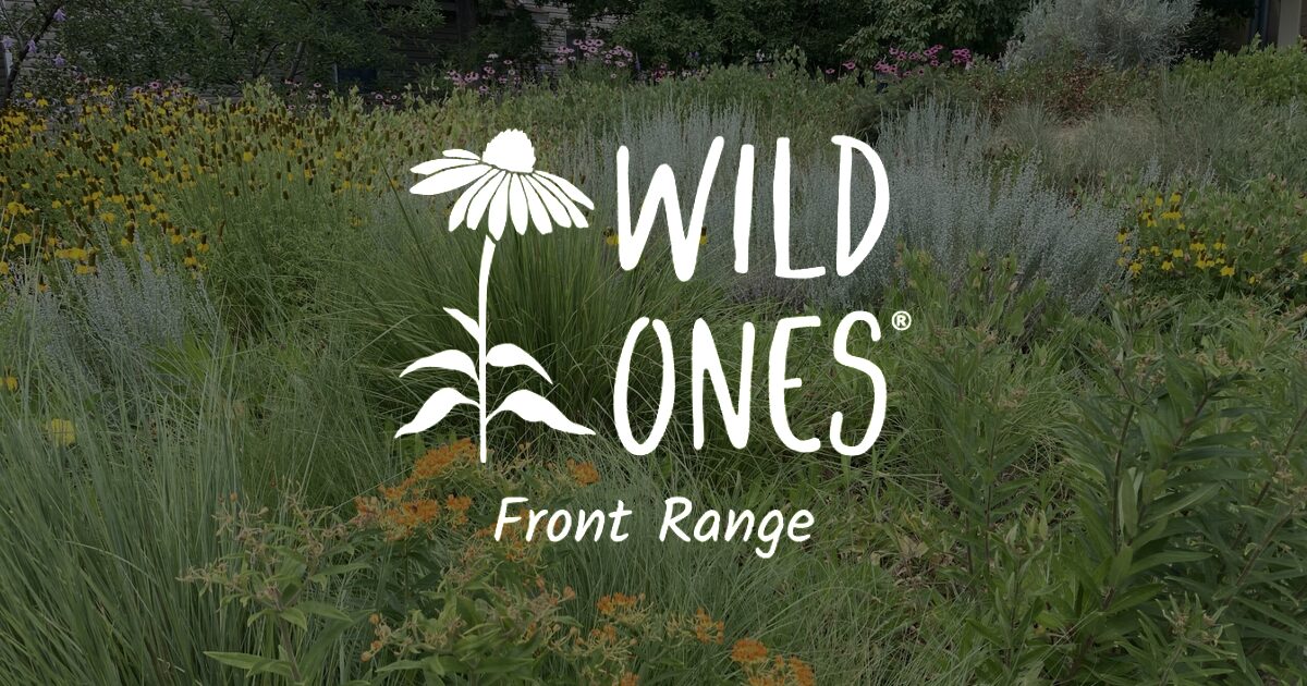 How to Remove Your Lawn and Select a Colorado Native Turf Alternative ...