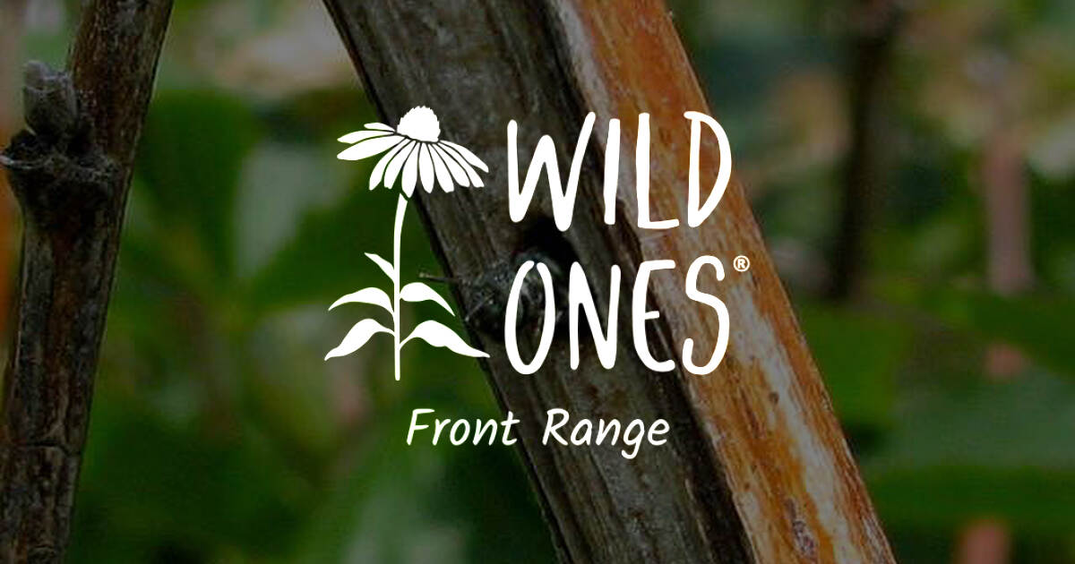 Protecting Colorado Native Bee Habitat | Spring Stem Cleanup - Wild ...