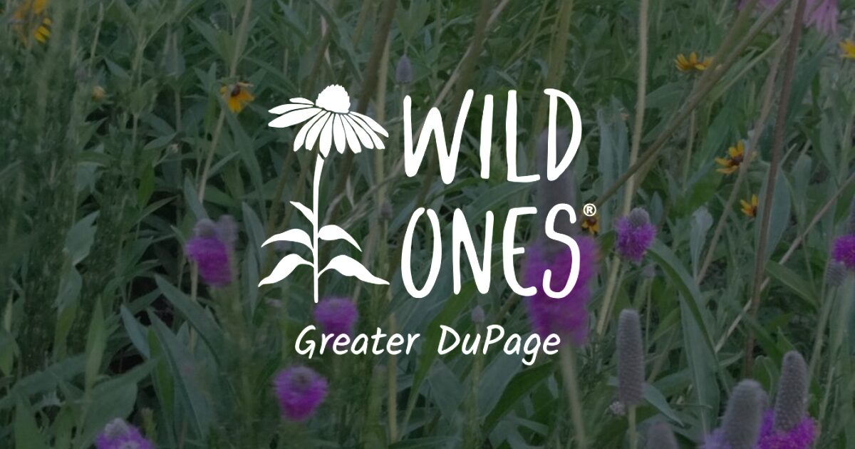 2024 Fall Native Plant Sales - Wild Ones Greater DuPage