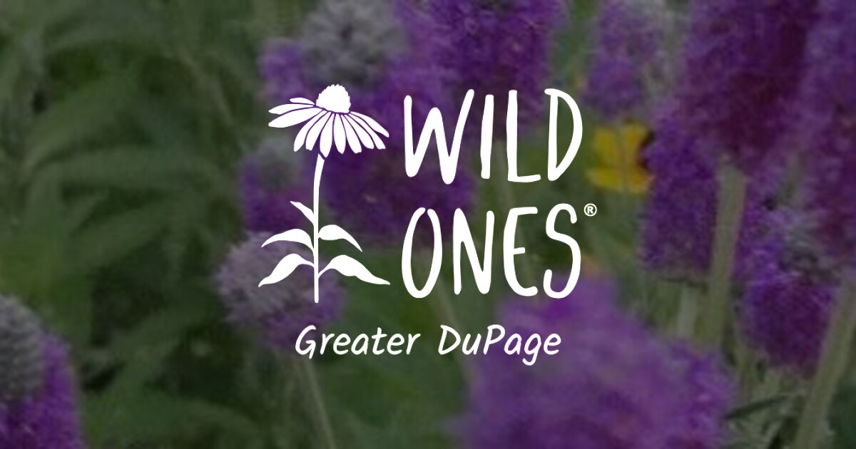 Community Eco-gardens: Landscaping with Native Plants - Wild Ones ...