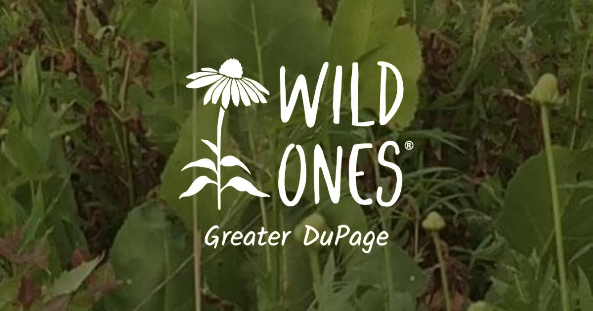 Native Plant Walks - College of DuPage Natural Areas 2018 - Wild Ones ...