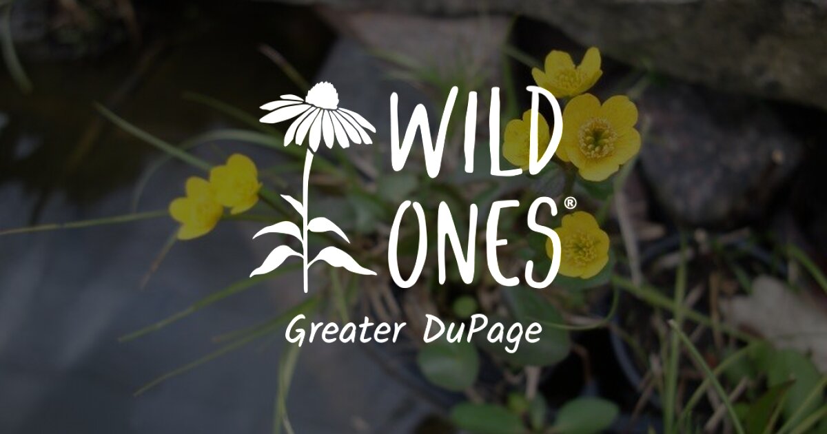 Member Spring Plant Photos - Wild Ones Greater DuPage