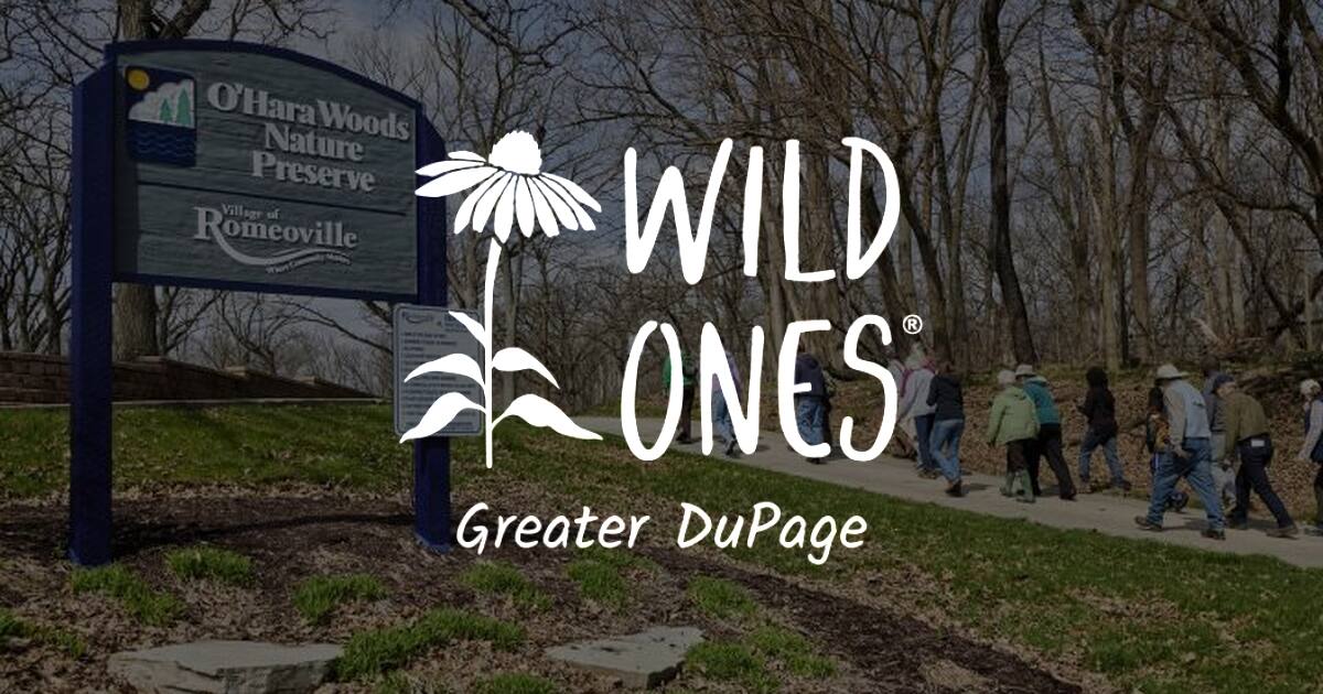 Native Plant Walks - Spring Wildflower Walk at O'Hara Woods 2022 - Wild ...