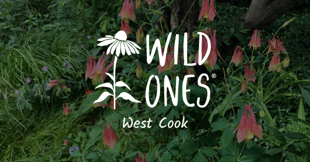 Where to Get Native Plants and Landscapers - Wild Ones West Cook Chapter