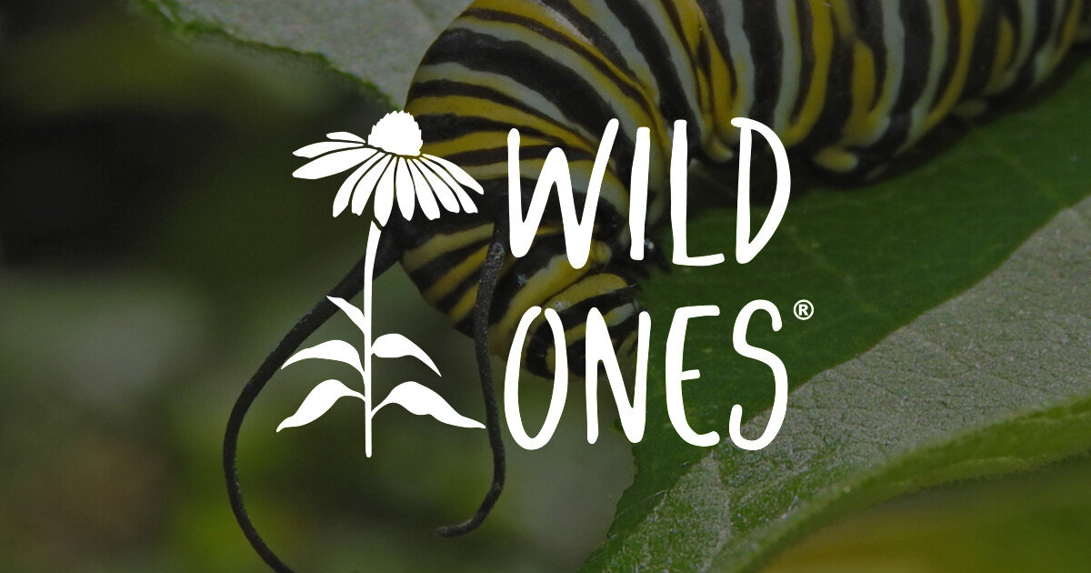 A Mystery Explored: Specialized Insects All Around Us - Wild Ones ...
