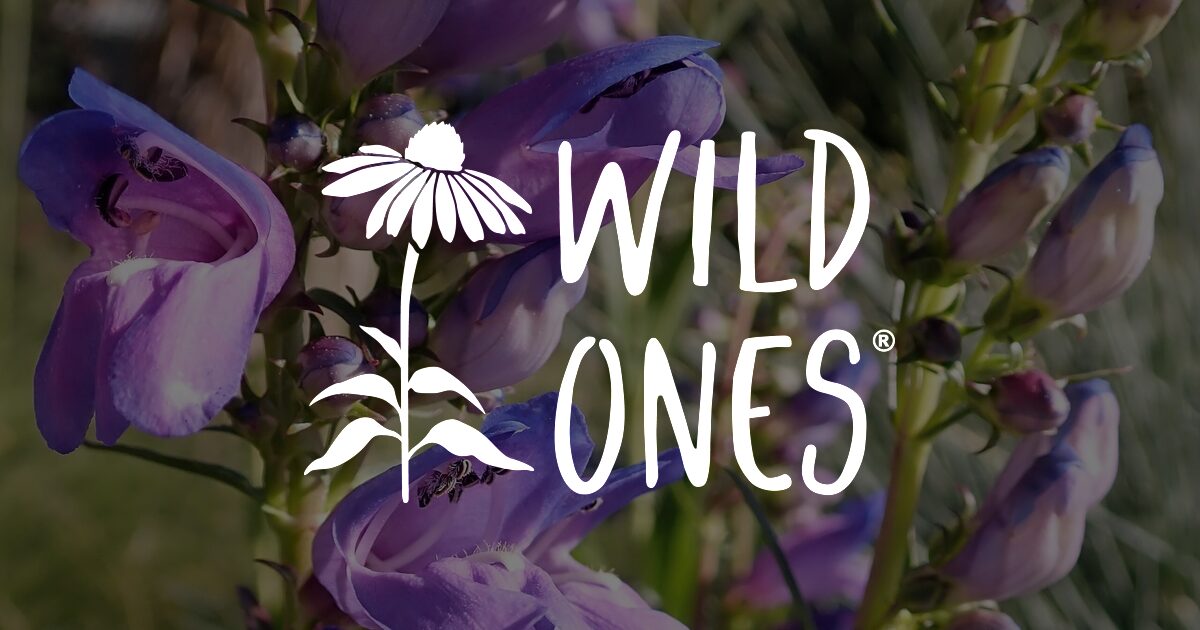 Book Review: Prairie Up: An Introduction to Natural Garden Design by ...