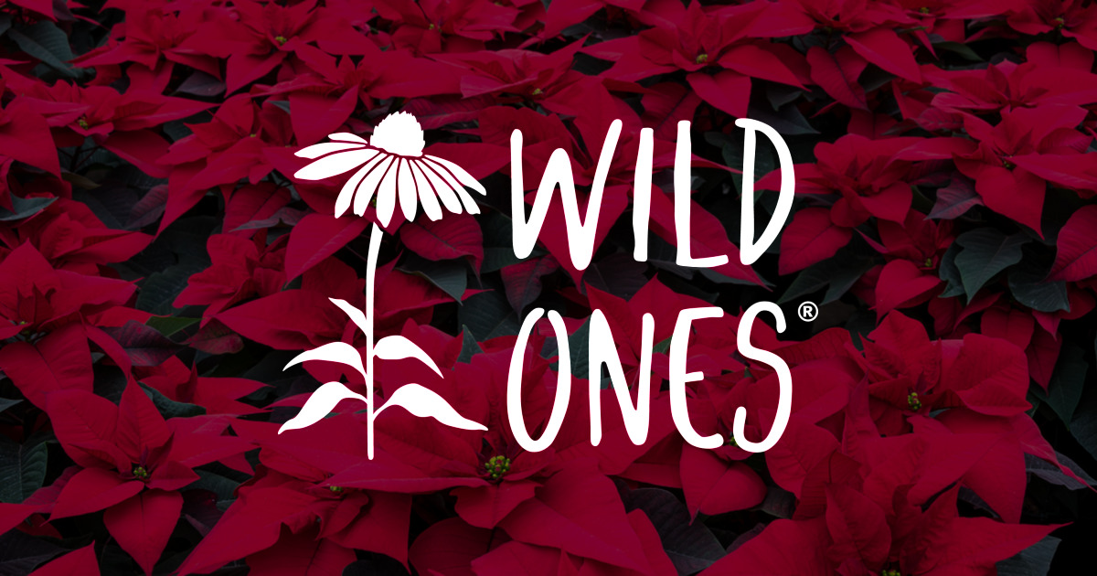 Is There Still a Point to the Poinsettia? - Wild Ones: Native Plants ...