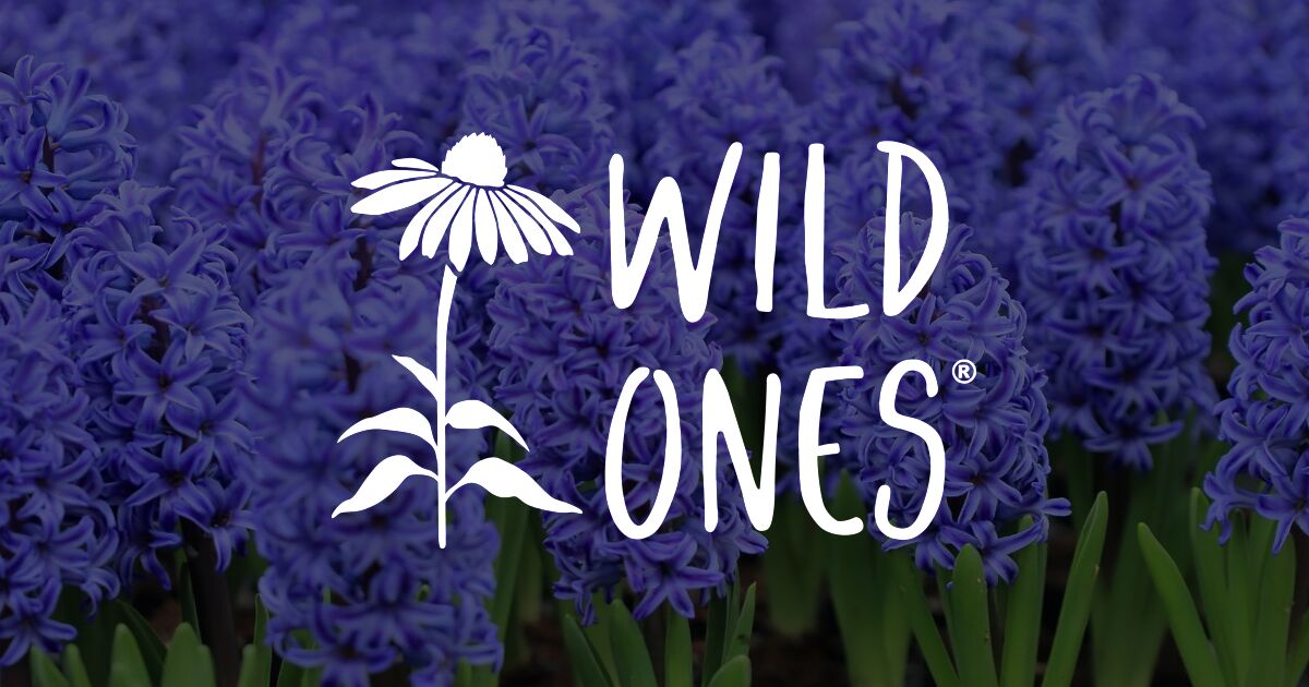 The Tragedy of the Hyacinth - Wild Ones: Native Plants, Natural Landscapes
