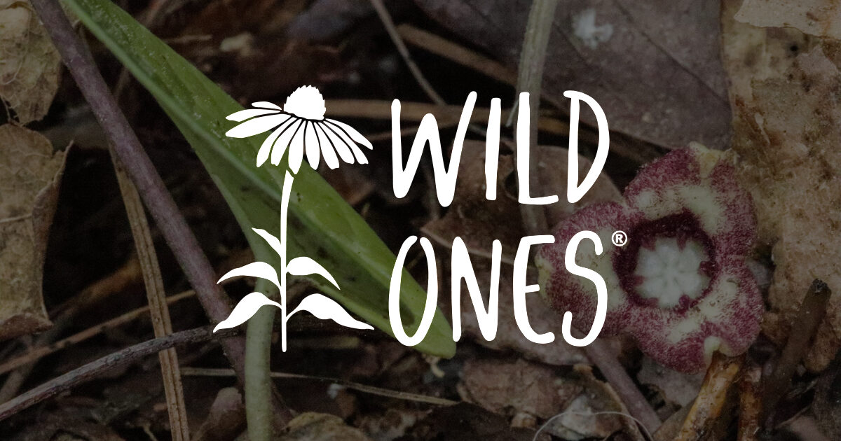 July 2025 Native Plant News - Wild Ones: Native Plants, Natural Landscapes