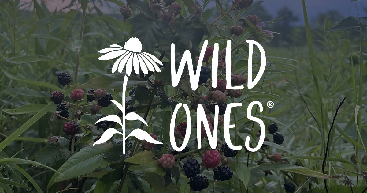 Exploring the Bounty of Native Edible Berries: A Culinary Journey ...