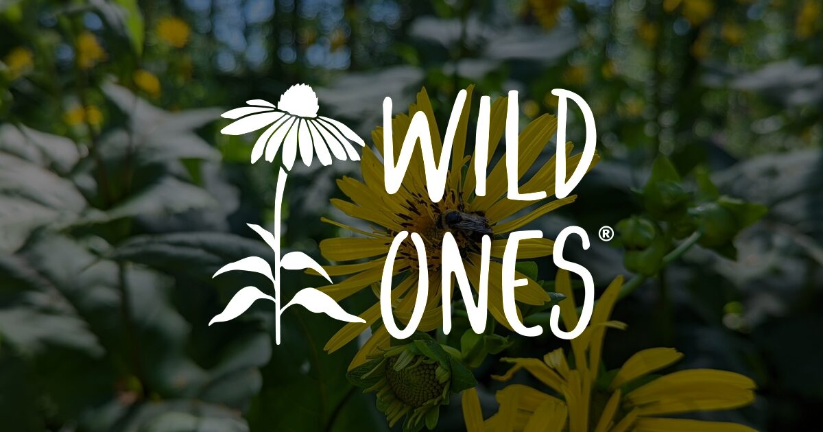 8 Native Sunflowers That Support Pollinators and Birds - Wild Ones ...